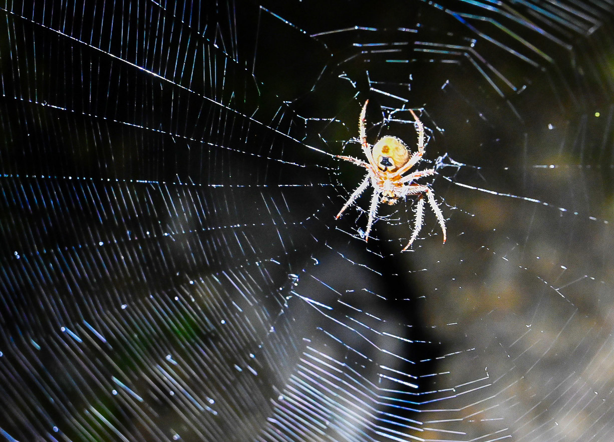 Orb weaver spiders and their intricate, ornate webs | Valentine Midland ...