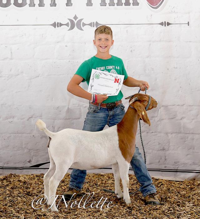 Bucket Calf /Dairy Cattle/Sheep and Goat Show | Valentine Midland News